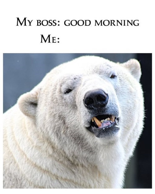 23 wild animal memes to wake up your inner beast