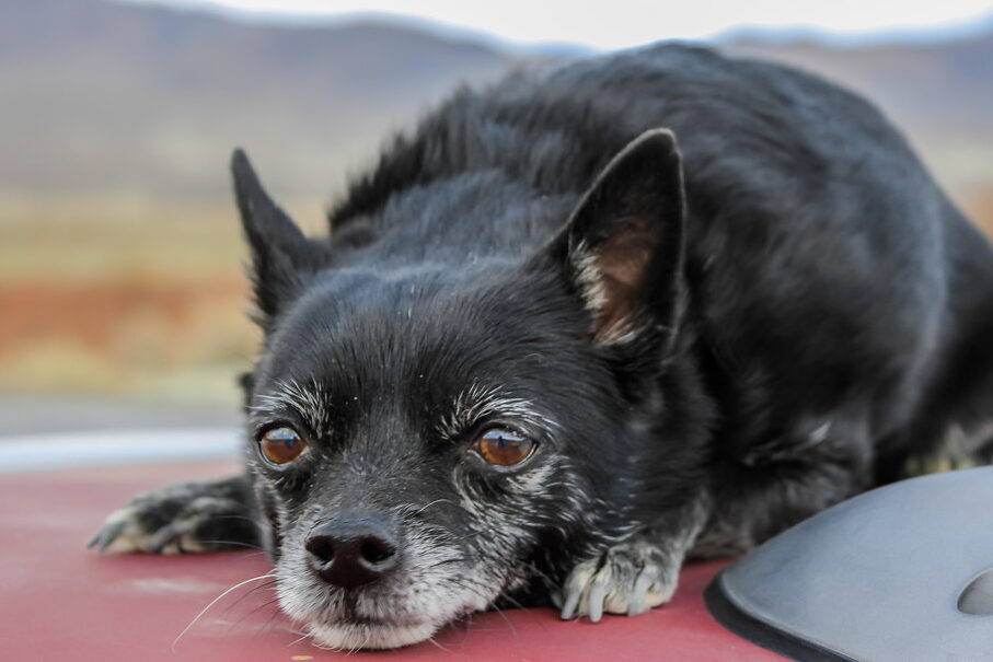 15 reasons to adopt a senior dog