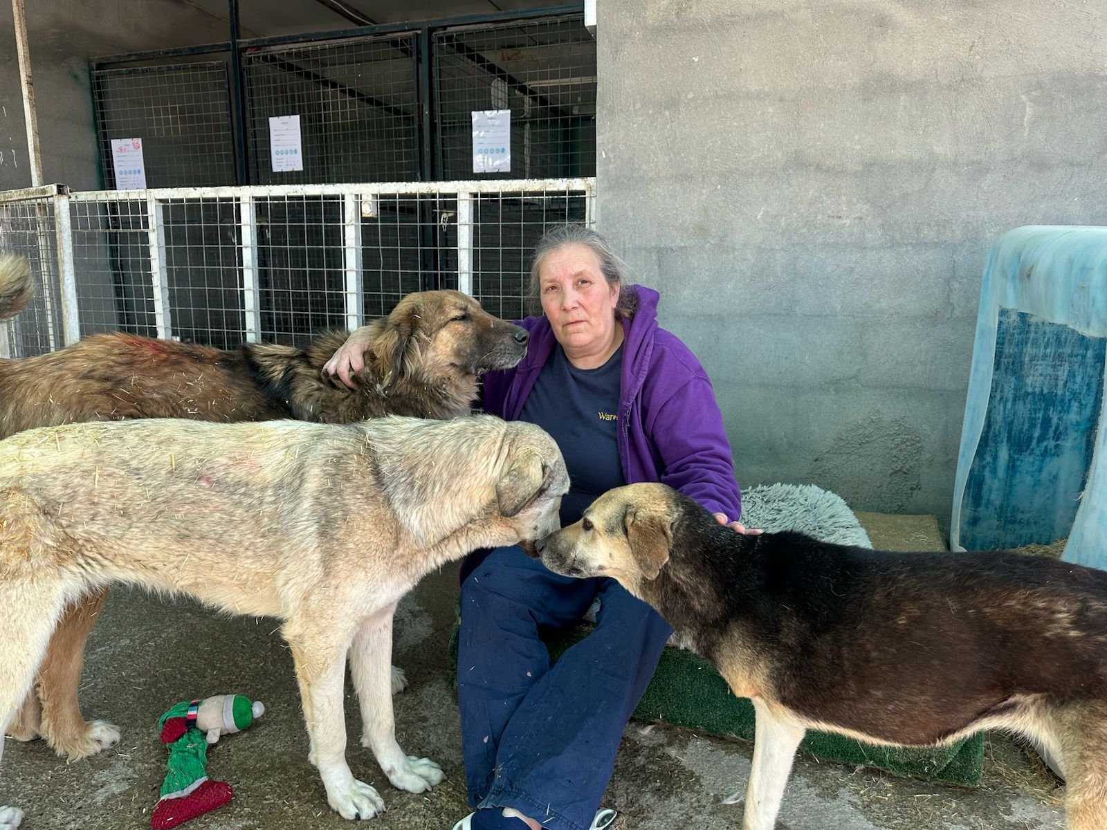 More than 700 dogs may have to be put down by British shelter