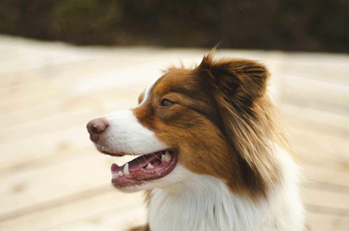 5 Zeichen, dass dein Hund dich wirklich tief und ehrlich liebt