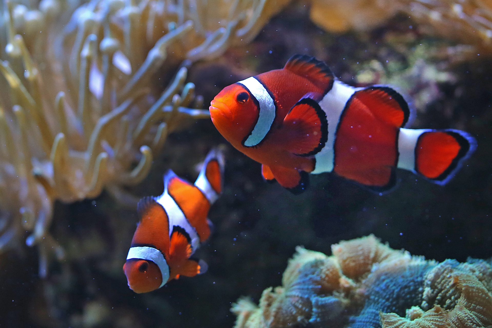 Clownvissen blijken sociale rekenaars in de onderwaterwereld