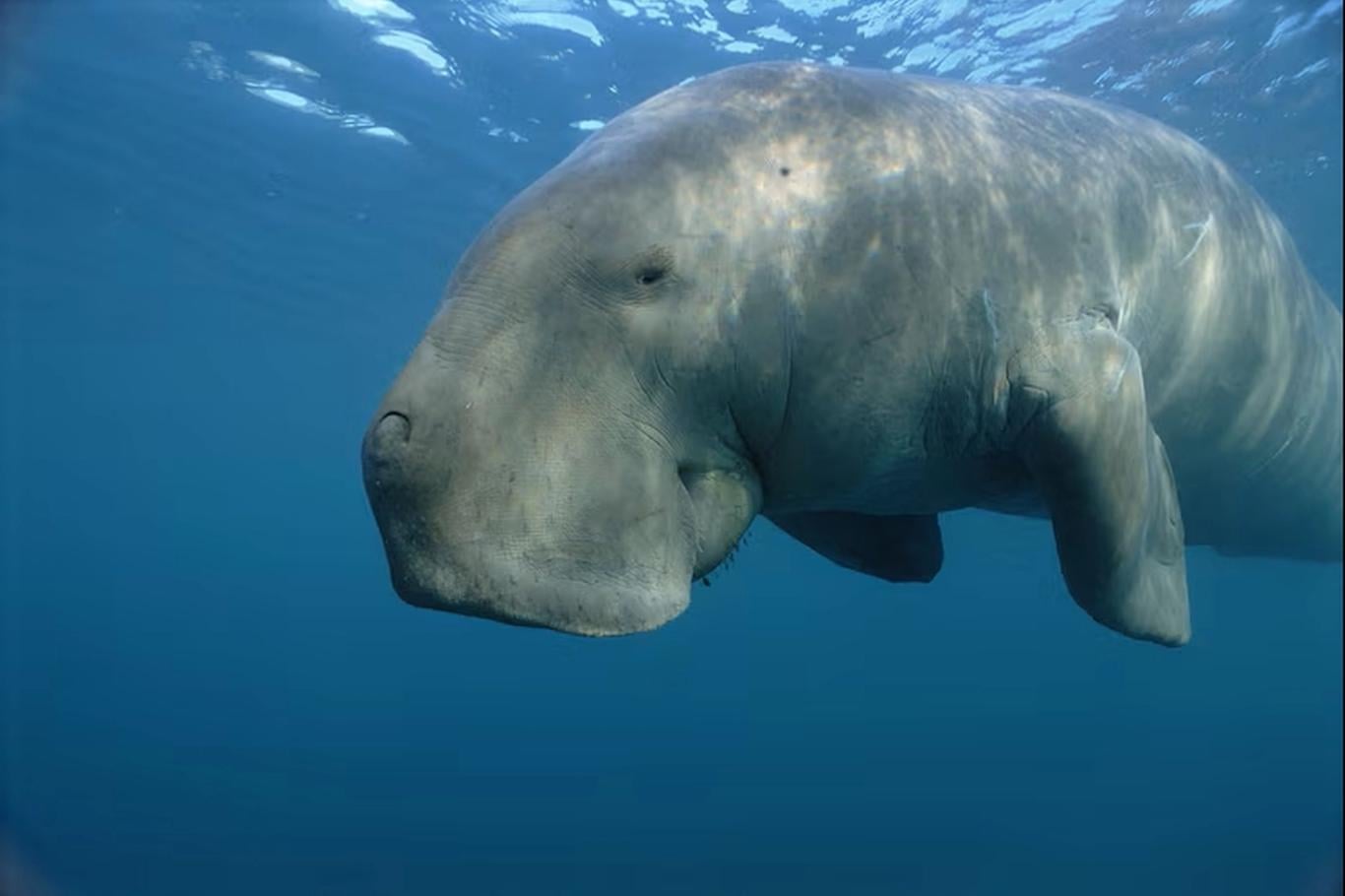 Příbuzný slona, co vypadá jako velryba. Dugong má kosti jako závaží a ...