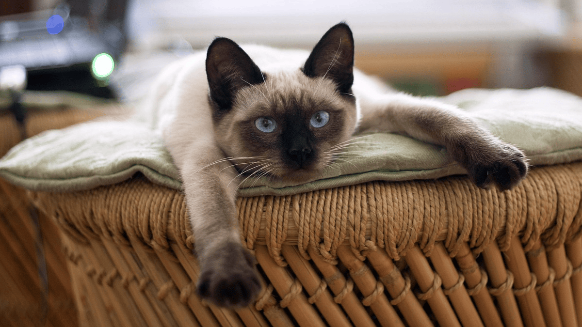7 things veterinarians wish you knew about your cat's health