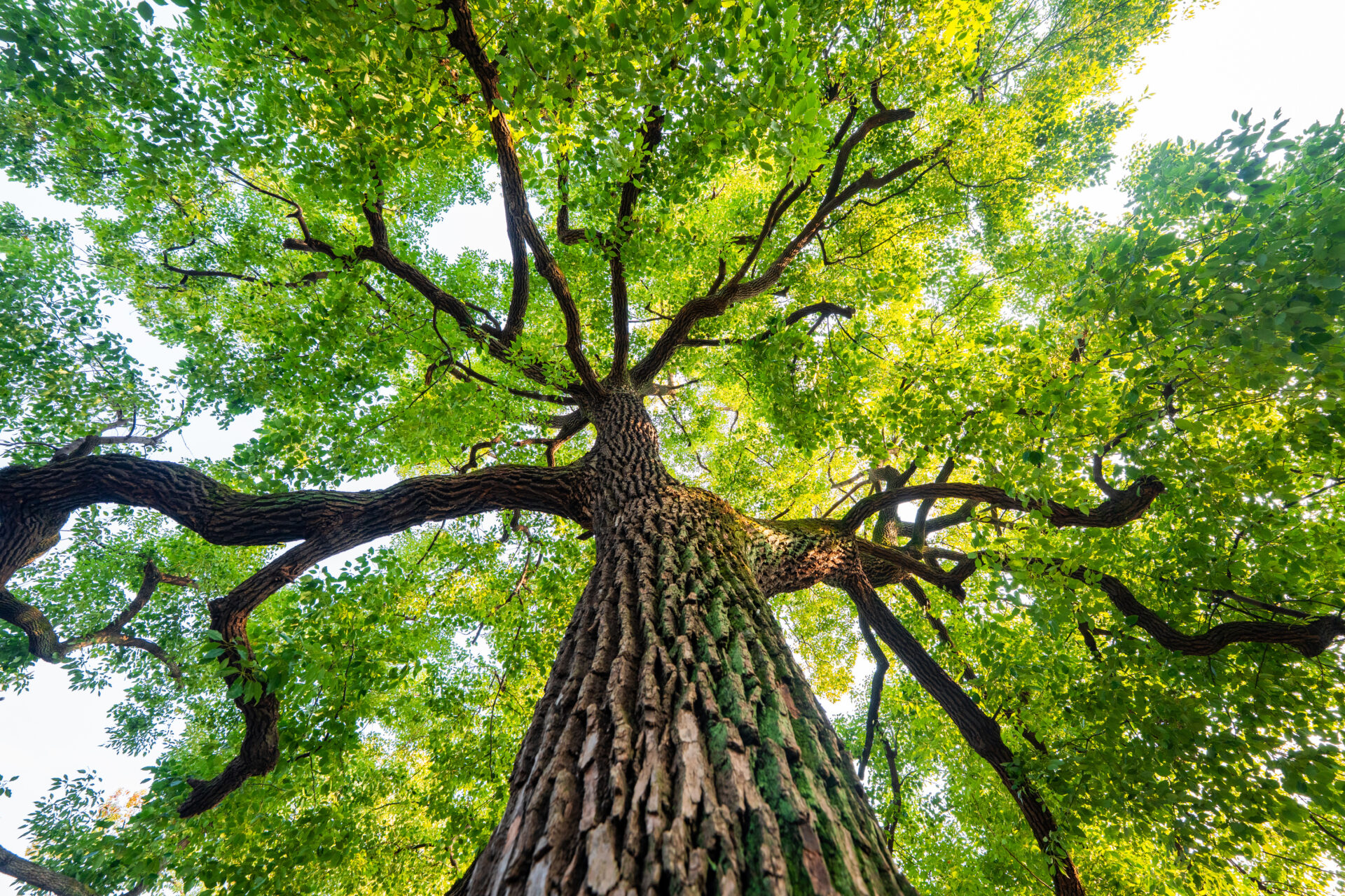 The oldest trees in the world