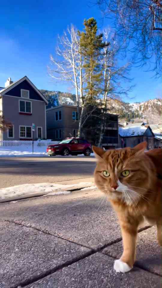 Walking adventure cat compilation with cute outdoor moments