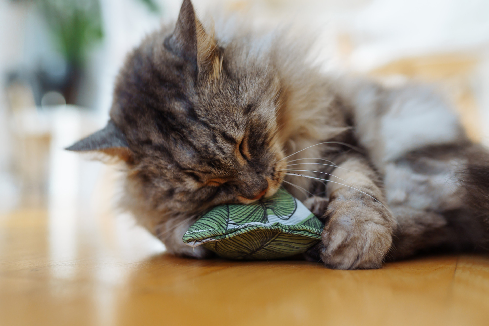 Catnip: Sådan påvirker det din kats hjerne