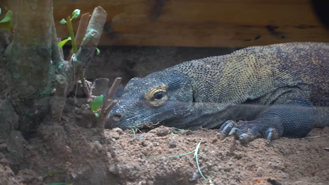 17 foot crocodile launches out of the water - what happened in seconds