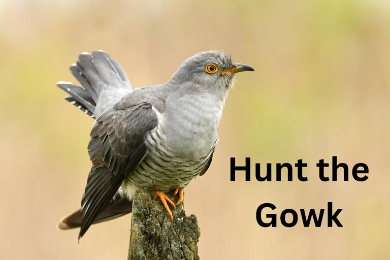 Hunt the Gowk 2026: The history of April Fools' Day in Scotland, why it ...