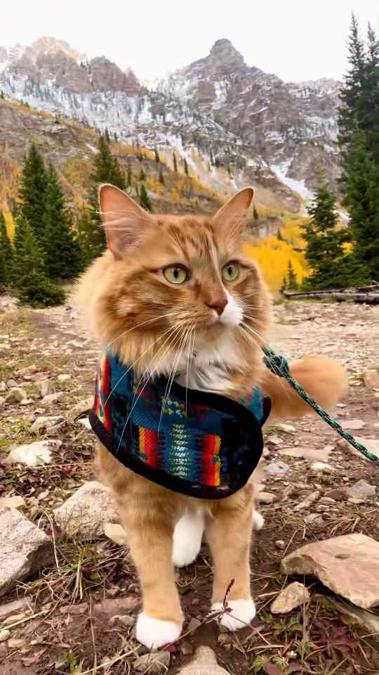 Cat on the go travel moments and cute highlights