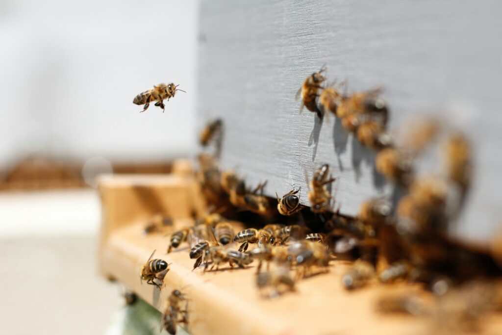 15 animals that are critical for ecosystem health