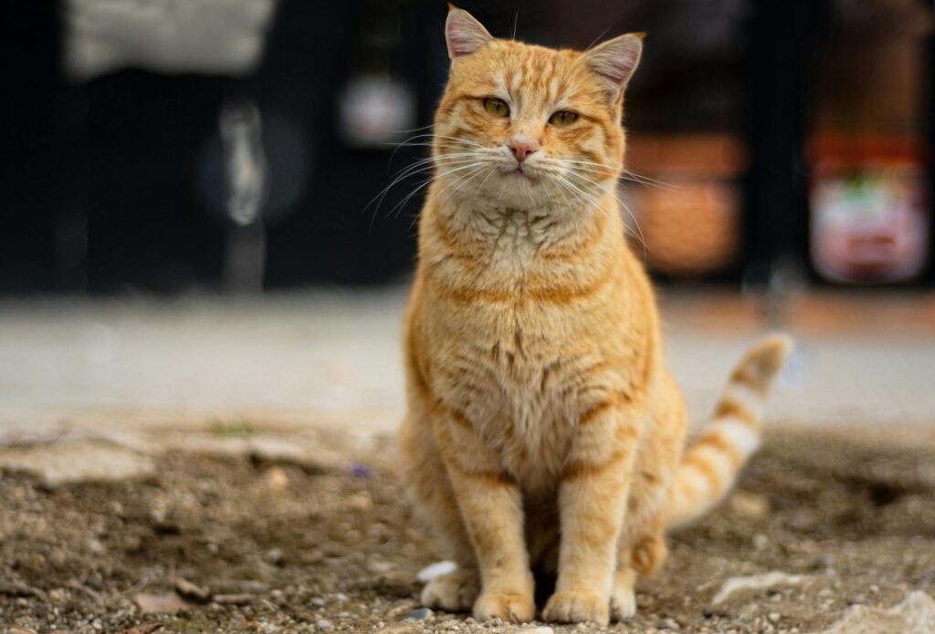 15 cat health issues that often go undetected until it's too late