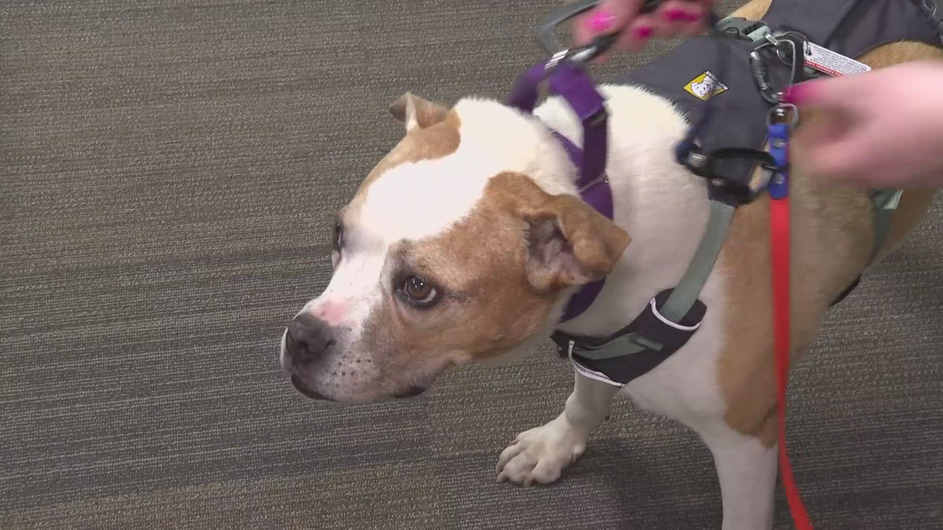 How to prevent dog bites under Avery’s Law in Ohio: Ready Pet GO!