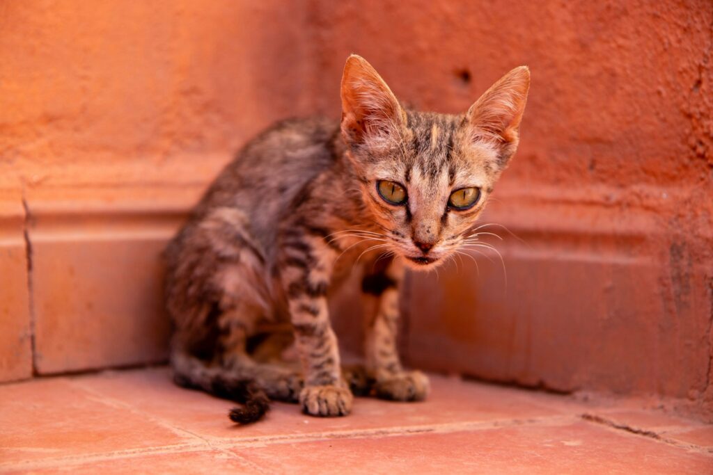 15 signs your cat is getting old