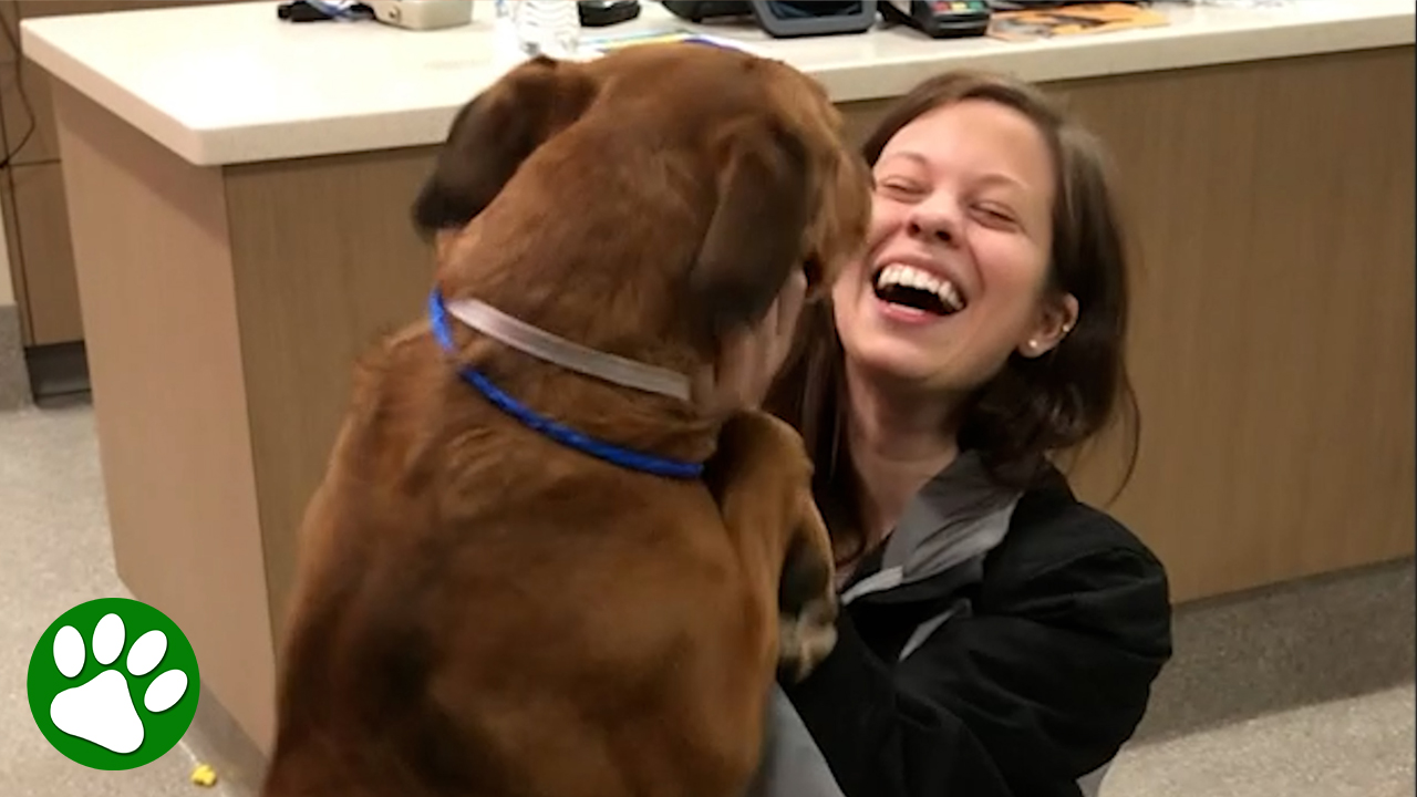 Missing dog finally found after 2 years at Louisville shelter