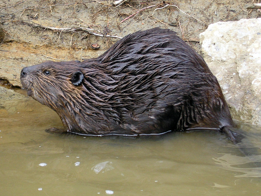 15 animals that are critical for ecosystem health