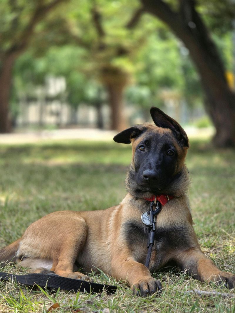 12 dog breeds that need early socialization to stay balanced