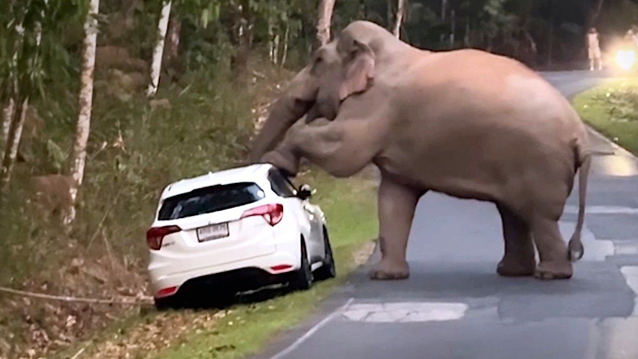 Brazen break-in: Hungry elephant destroys car