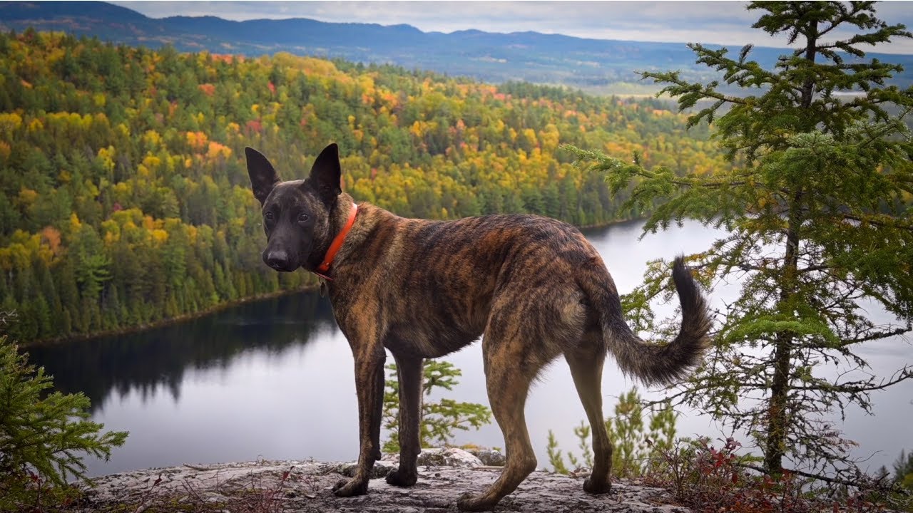 Watch a young dog tackle his first 22km backpacking trip - his reaction ...