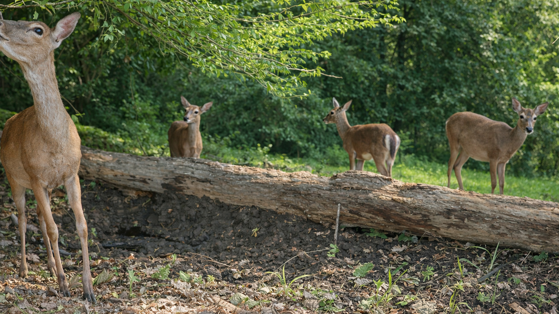 Piège photo en forêt : des cerfs apparaissent après 21 jours de ...