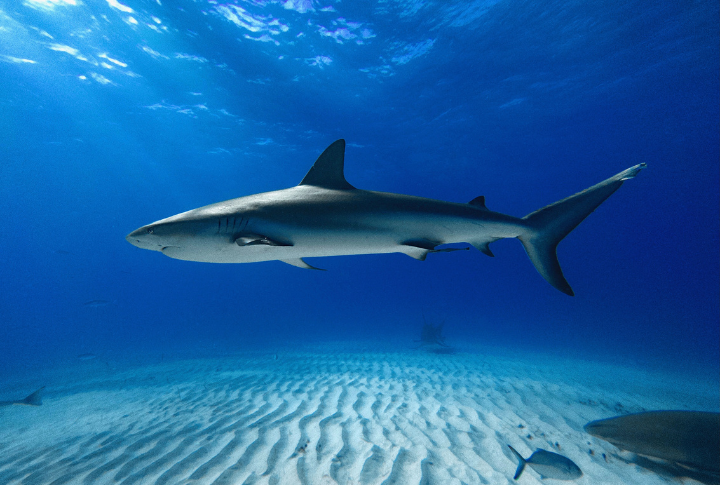 15 unforgettable scuba diving destinations for adventurers