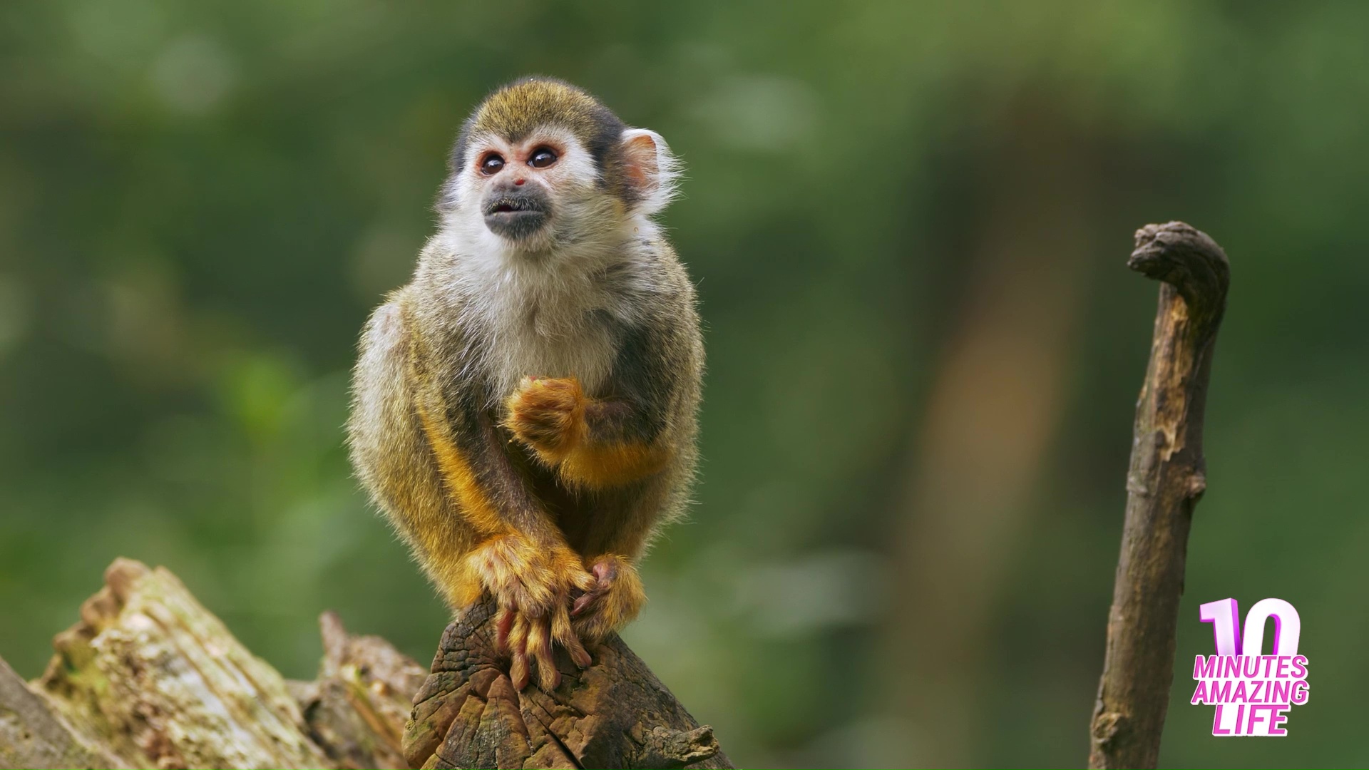 A calm moment of a curious monkey