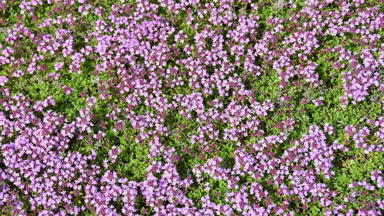 8 overlooked garden plants experts recommend for every yard