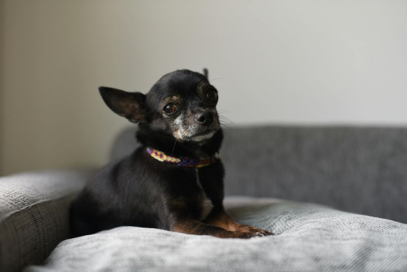 6 toy breeds that remain tiny – and 10 more small dogs that stand out