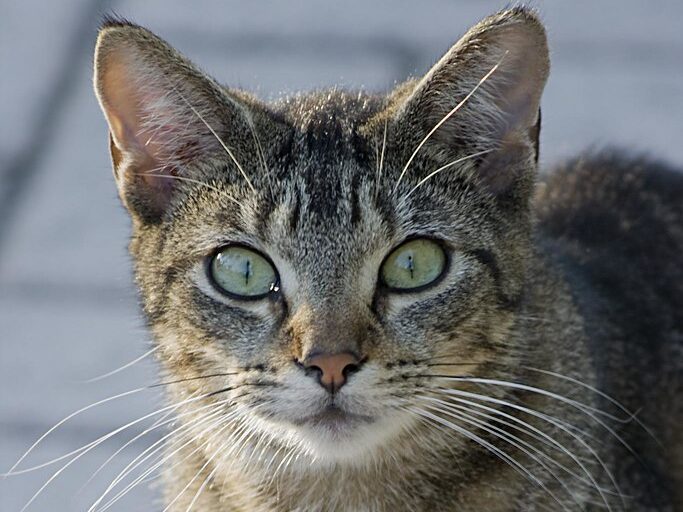 15 cat health issues that often go undetected until it's too late