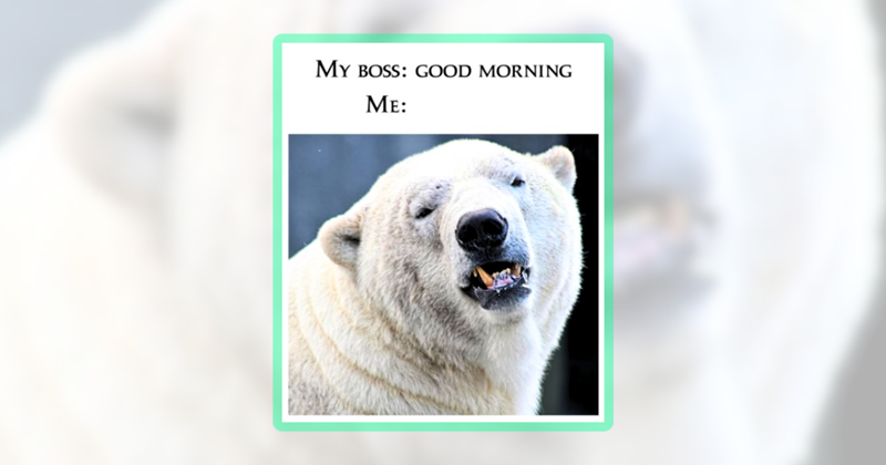 23 wild animal memes to wake up your inner beast
