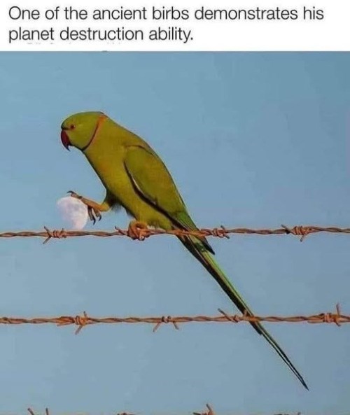 23 wild animal memes to wake up your inner beast