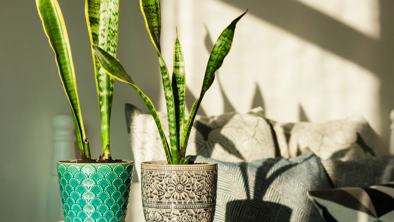 The mood-boosting plants that make your home feel genuinely different