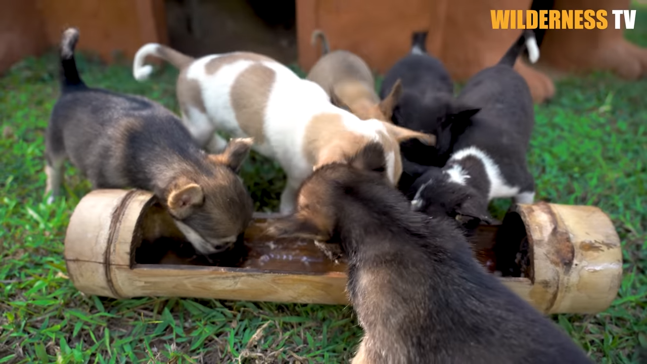 Watch these puppies react in the sweetest way to their new home