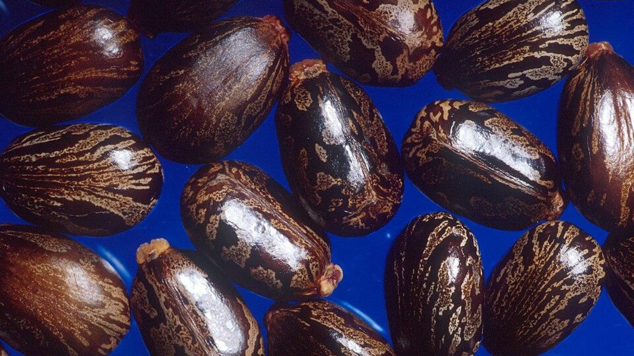 Cosa è la ricina e come funziona questo veleno