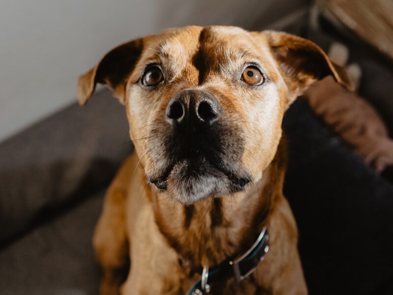 15 reasons to adopt a senior dog