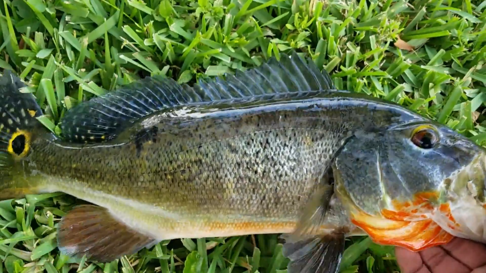 What happens when a snakehead explodes out of the water and refuses to ...