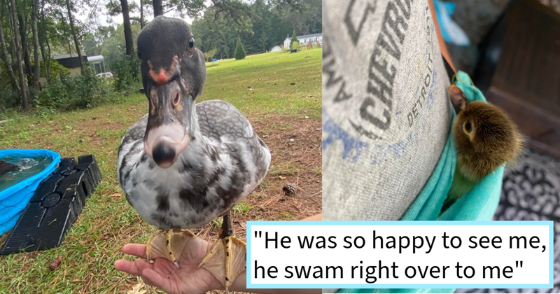 Pet duck goes missing in coyote country, but after 2 days of search is ...