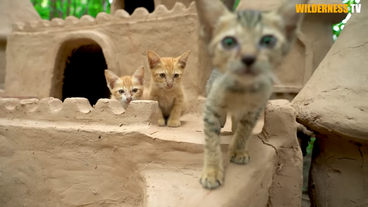 Watch these tiny scared cats find safety behind a giant wall shelter