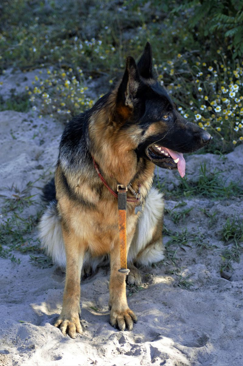 12 dog breeds that need early socialization to stay balanced