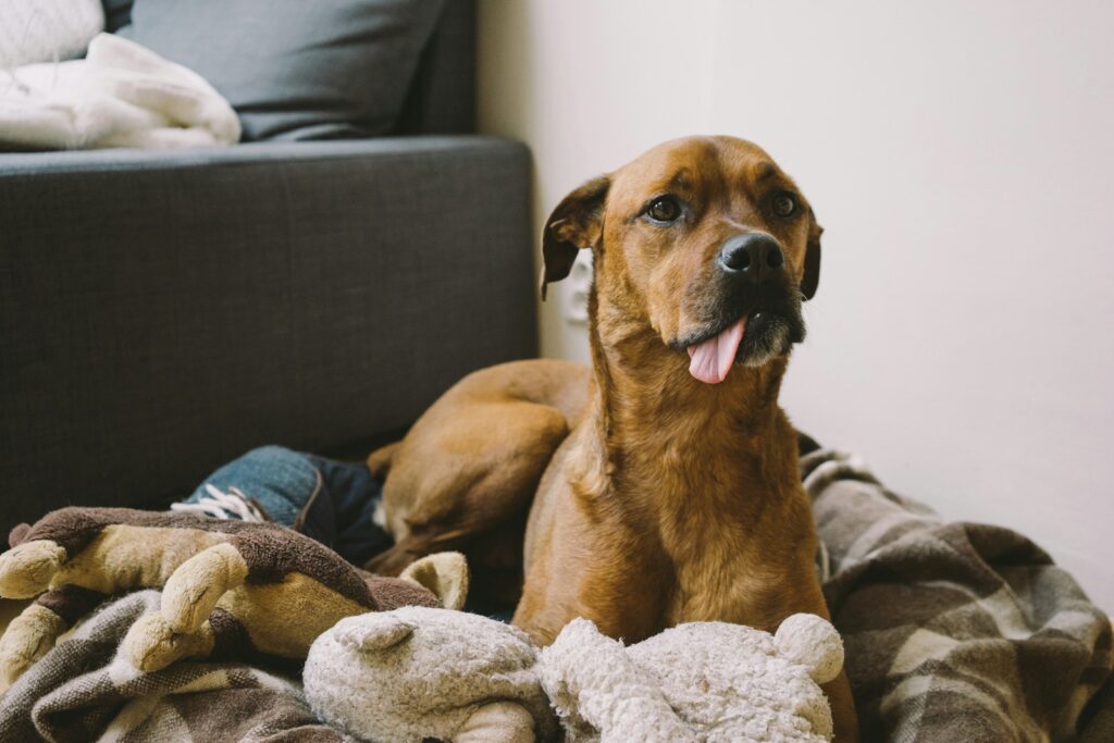 15 reasons to adopt a senior dog
