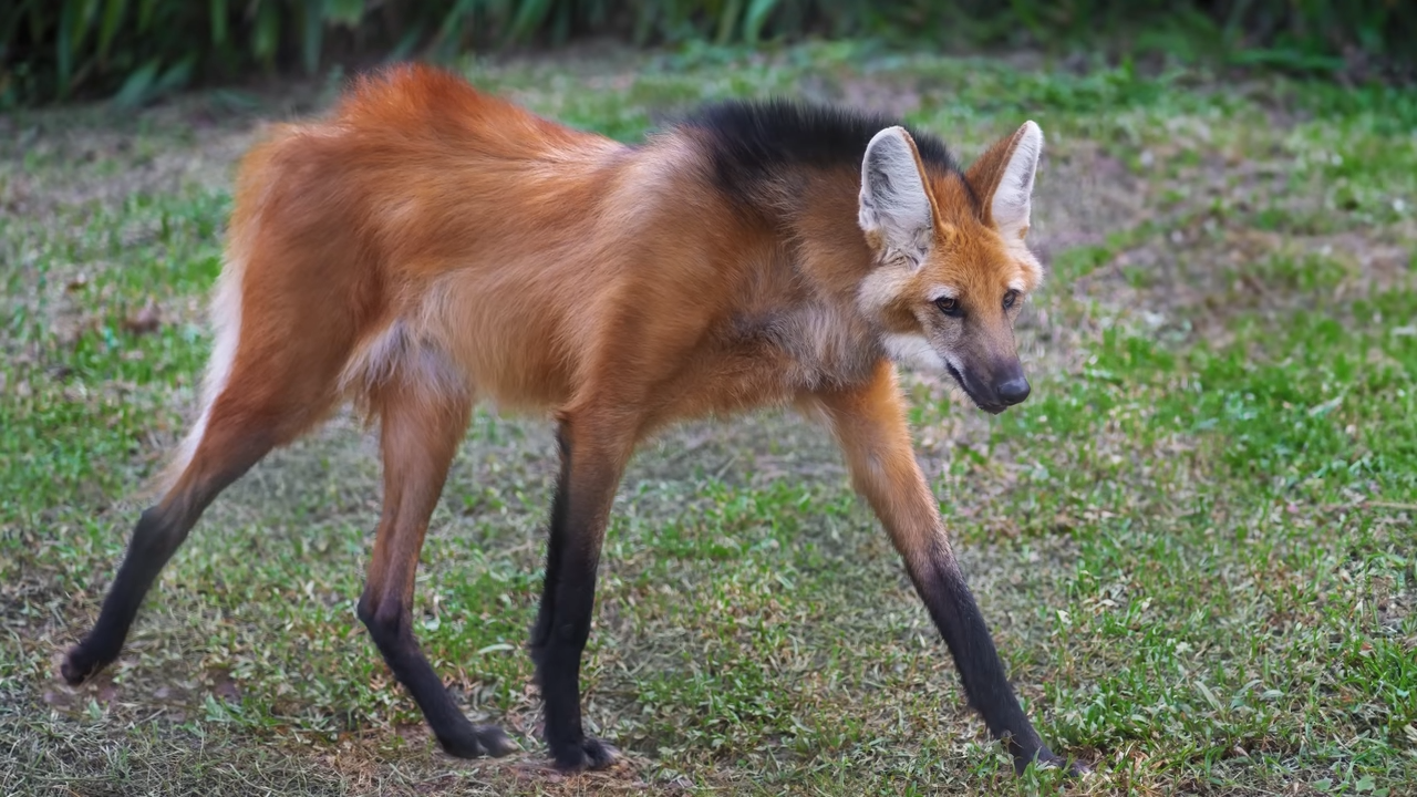 Watch what happens when evolution creates a truly unusual killer
