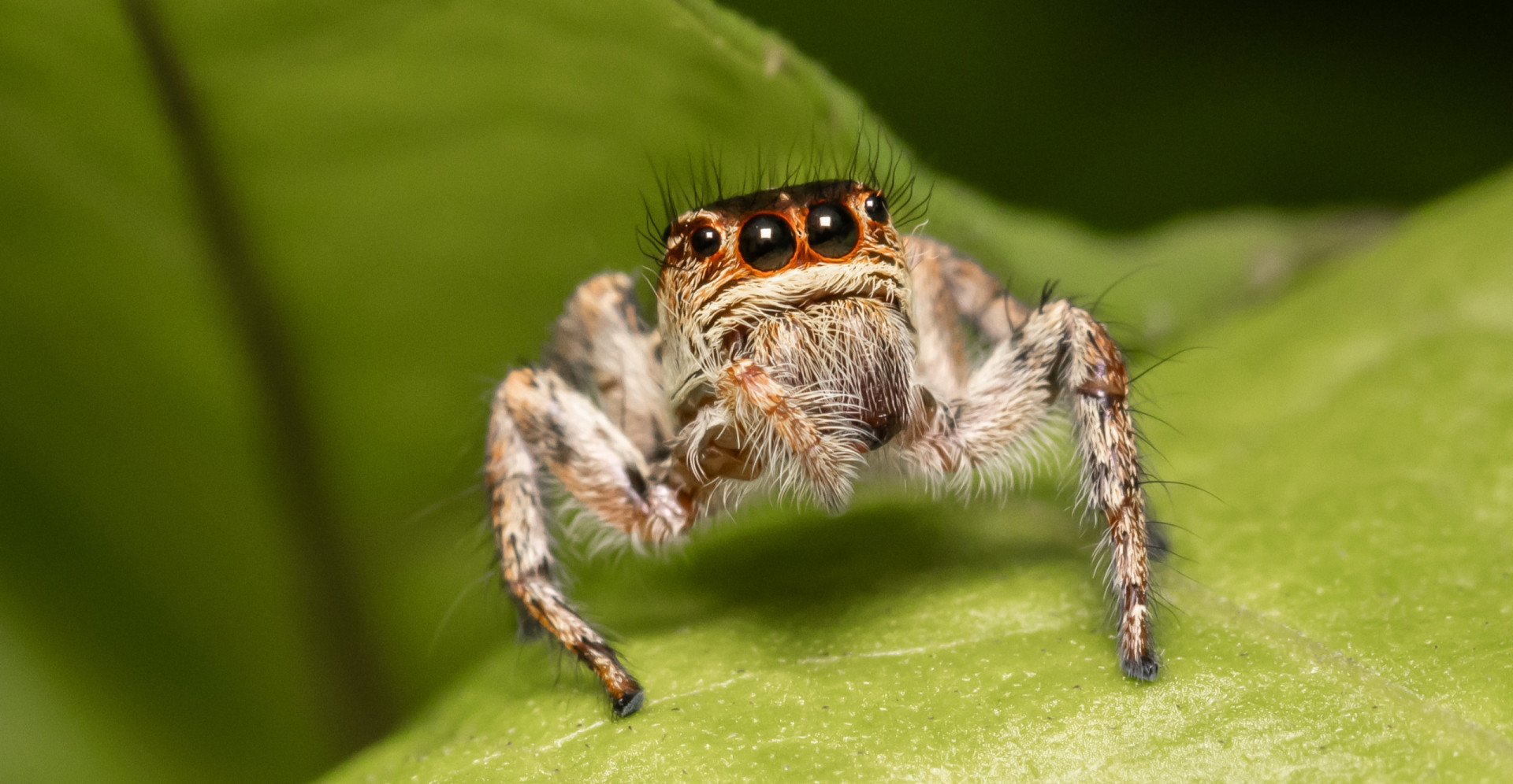 Killer instinct: why we all want to kill spiders