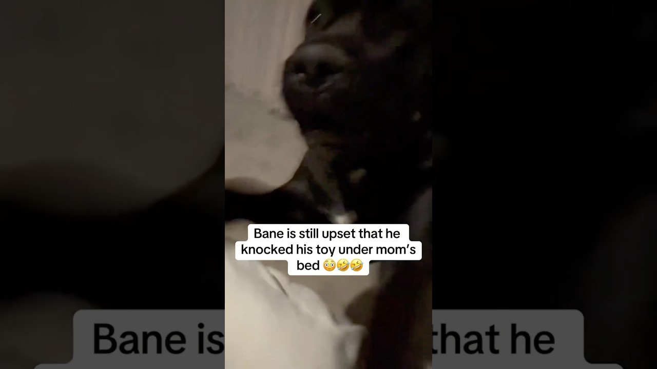Giant dog gets in trouble for his silly shenanigans