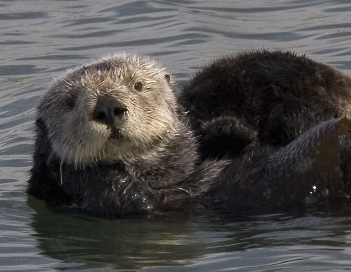 15 animals that are critical for ecosystem health