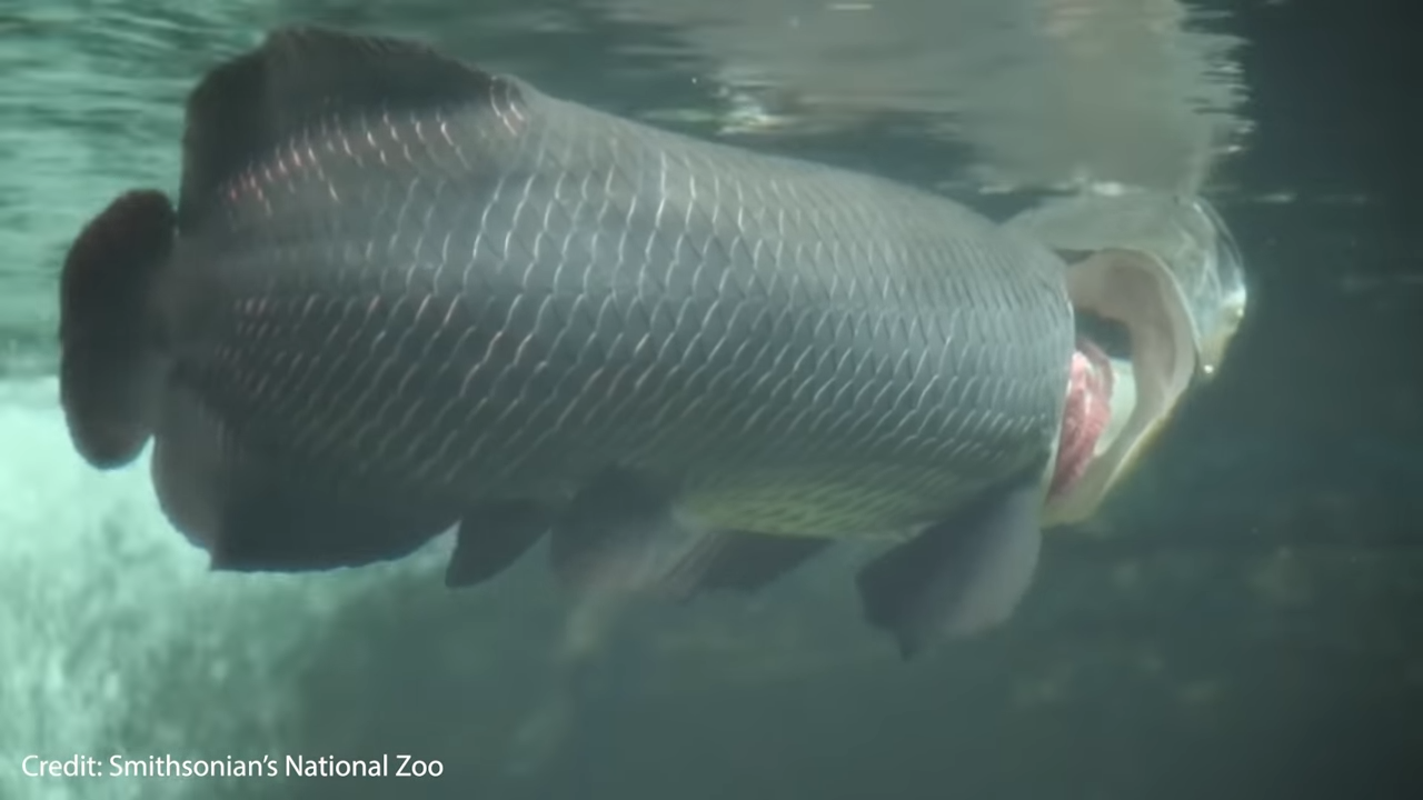 Watch this 2-meter deep-sea fish feed 100+ babies with its own body