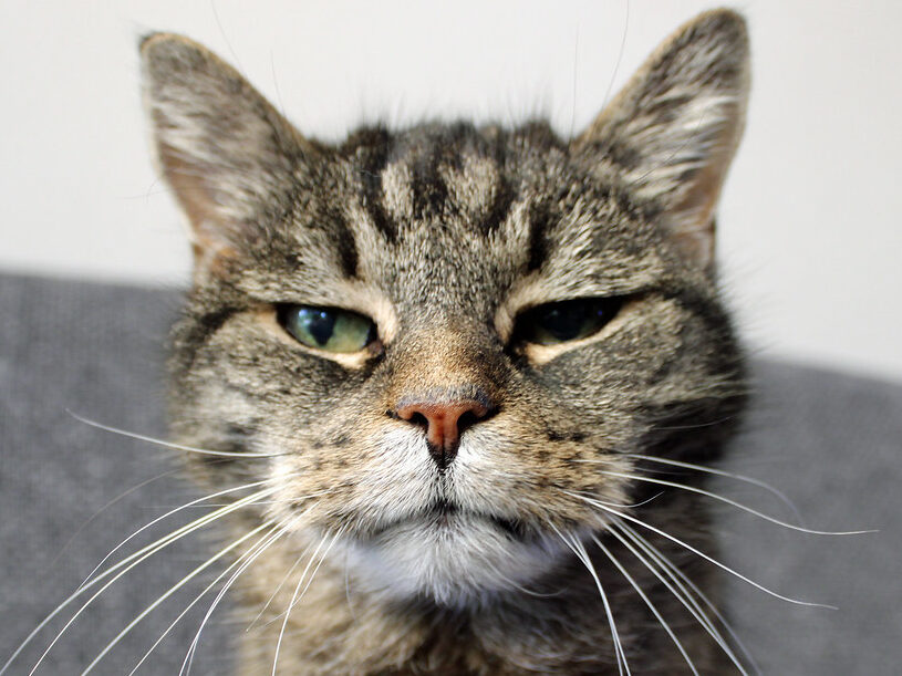 15 signs your cat is getting old