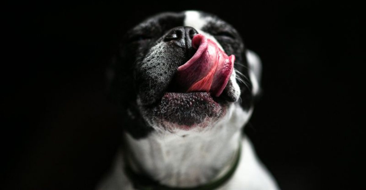 12 surprising signs your dog's behavior might not be normal