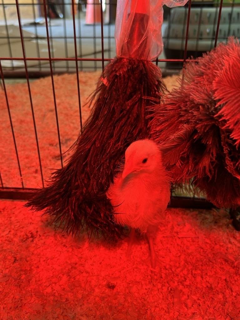 Orphaned baby chick gets feather duster as a surrogate mom