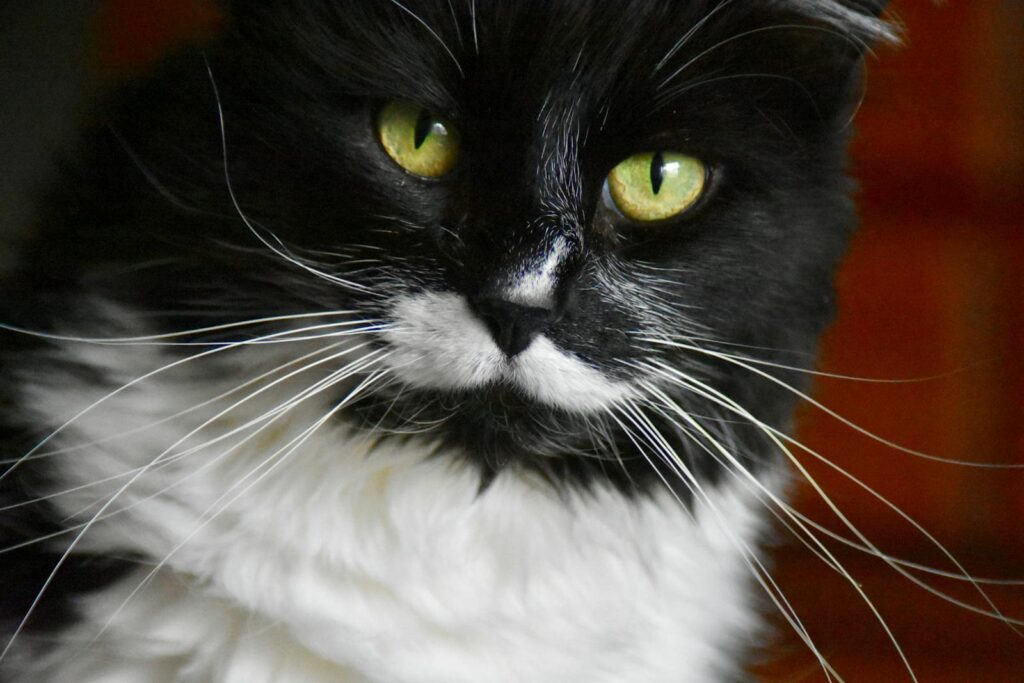 15 cat health issues that often go undetected until it's too late