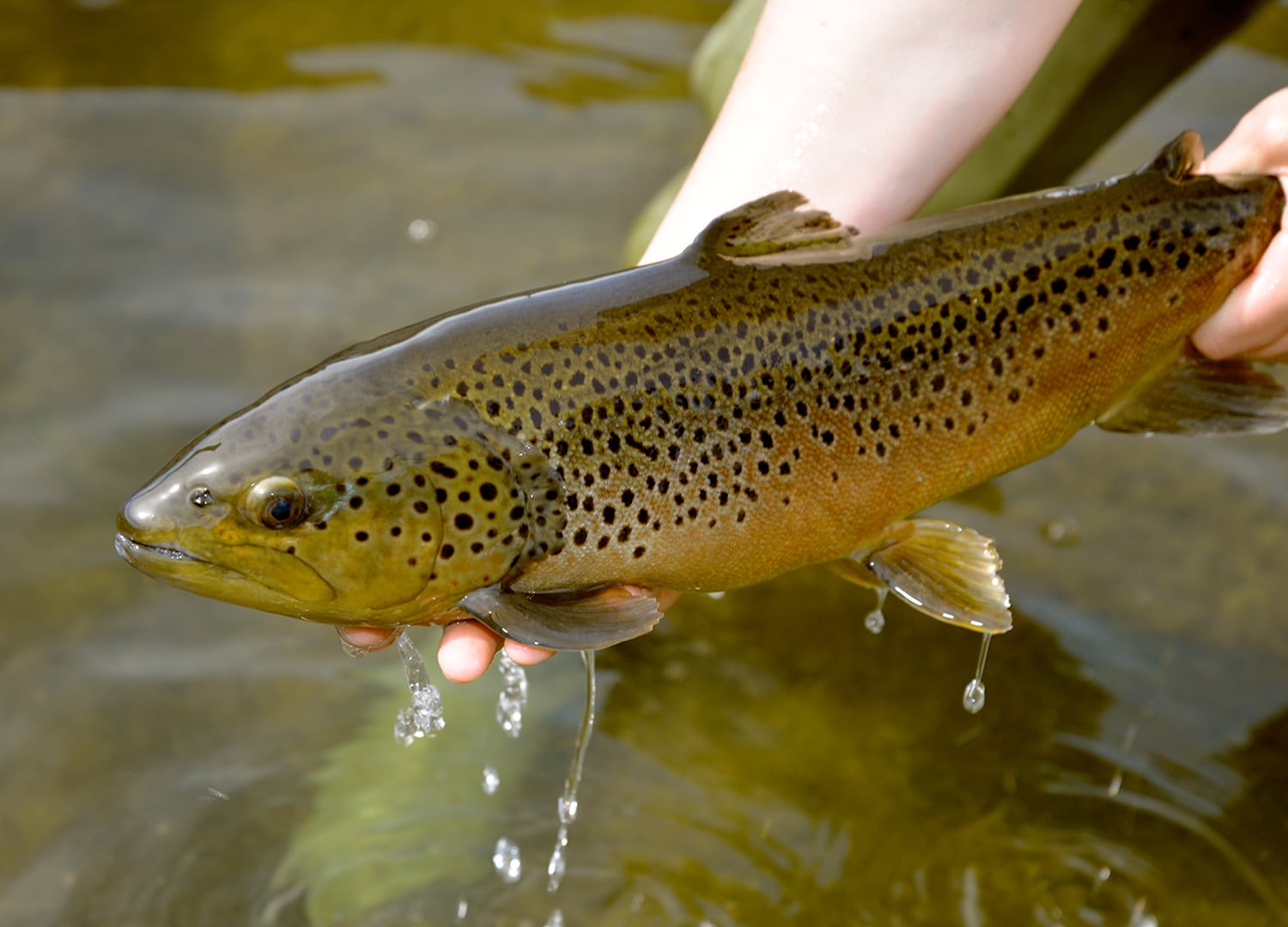 Pennsylvania trout season begins this weekend