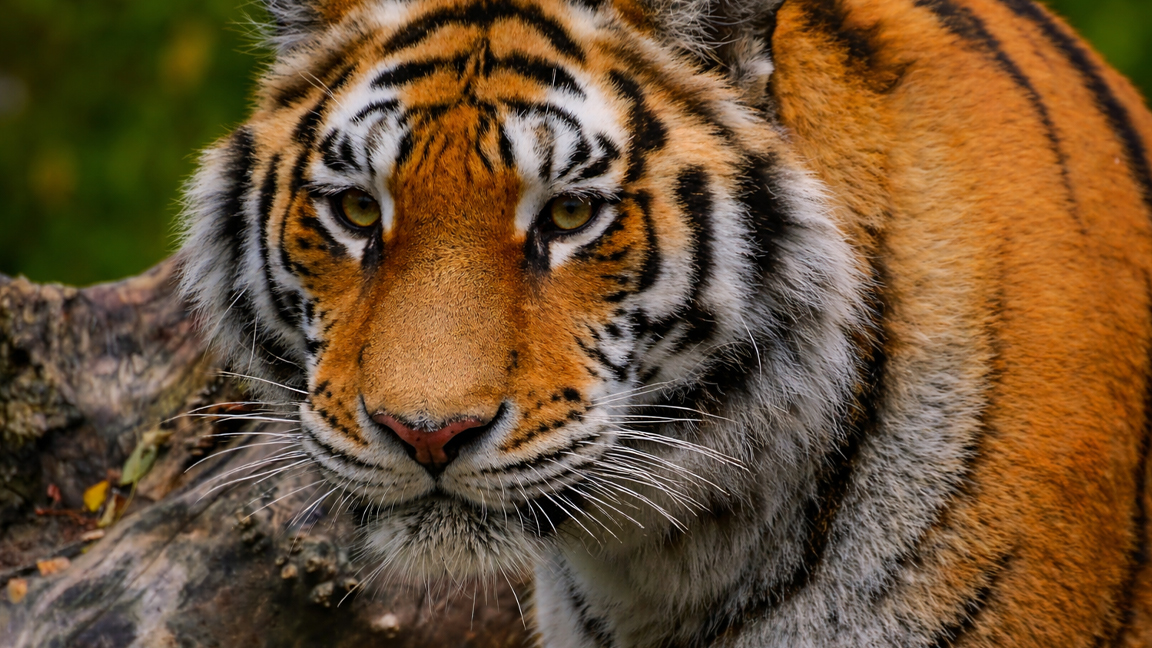 Olhar atento do tigre observando tudo ao redor